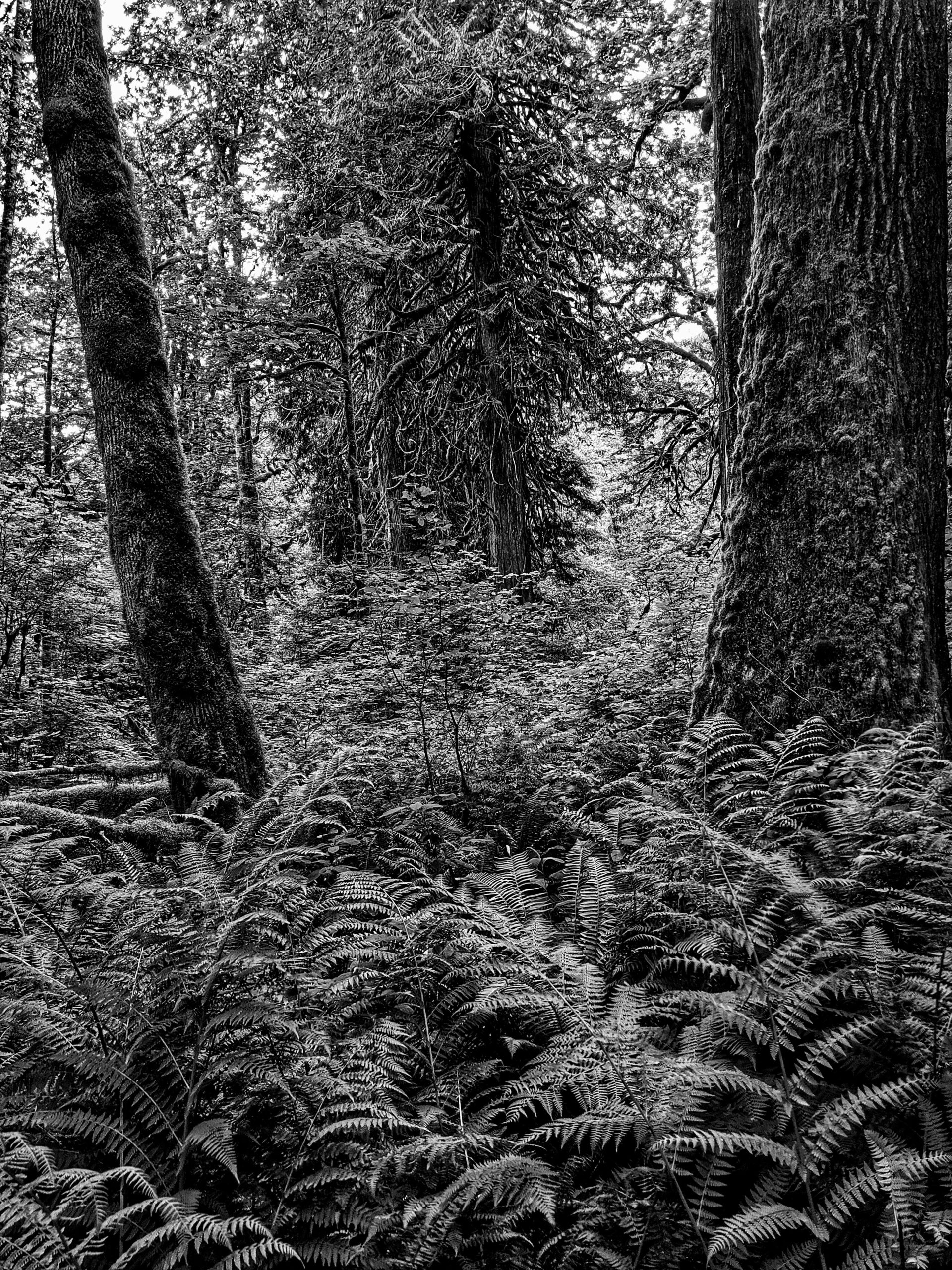 Artwork: BIG TREES | 33051 - Traver Gallery